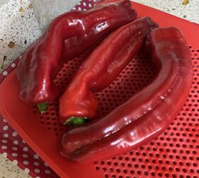 Stuffed Licorice (Shushka) Pepper | Foodtalk