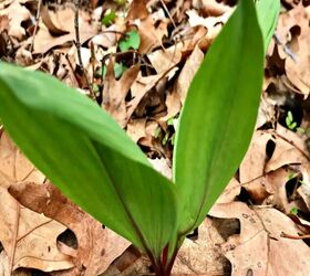 Homemade Creamy Ramp Dip Recipe | Foodtalk