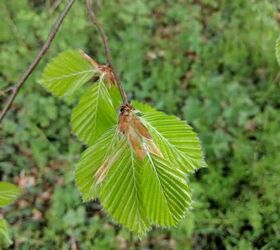 Beech Leaf Noyau: How to Make Delicious Beech Leaf Gin | Foodtalk