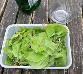 Beech Leaf Noyau: How to Make Delicious Beech Leaf Gin | Foodtalk