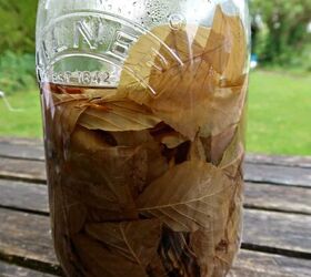 Beech Leaf Noyau: How to Make Delicious Beech Leaf Gin | Foodtalk