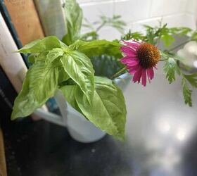 5 Easy Ways to Use Fresh Basil From Your Garden | Foodtalk