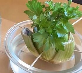 Regrow Food Scraps: How to Turn Kitchen Leftovers Into Fresh Veggies ...